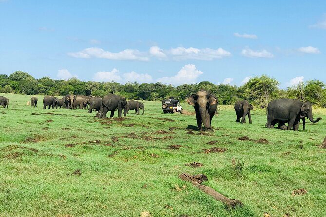 Minneriya And Kaudulla National Park Safari- From Sigiriya - Who Should Consider This Tour?
