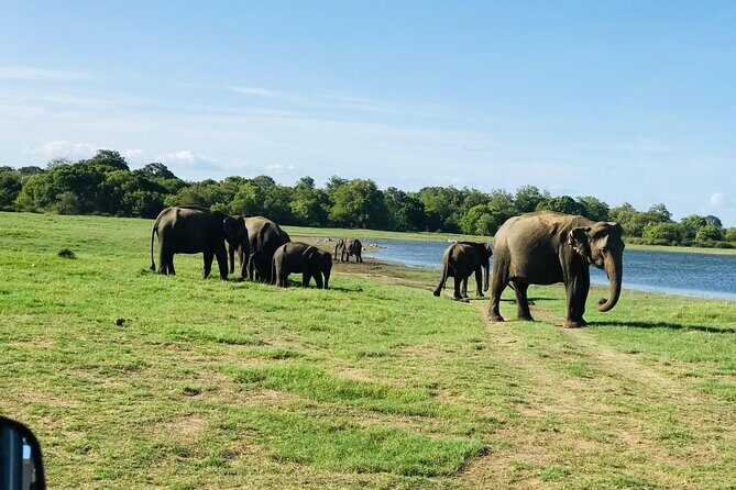 Minneriya And Kaudulla National Park Safari- From Sigiriya - The Sum Up