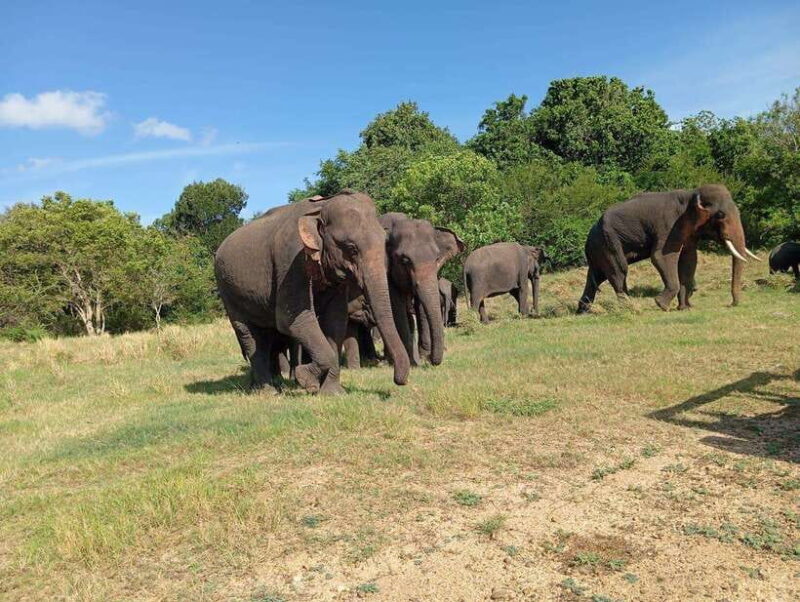 Minneriya: Elephant Safari at Minneriya Park - Hotel Pickup - Key Points