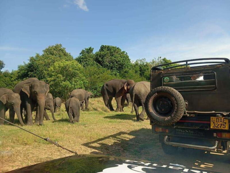 Minneriya: Elephant Safari at Minneriya Park - Hotel Pickup - An Authentic Early Morning Experience