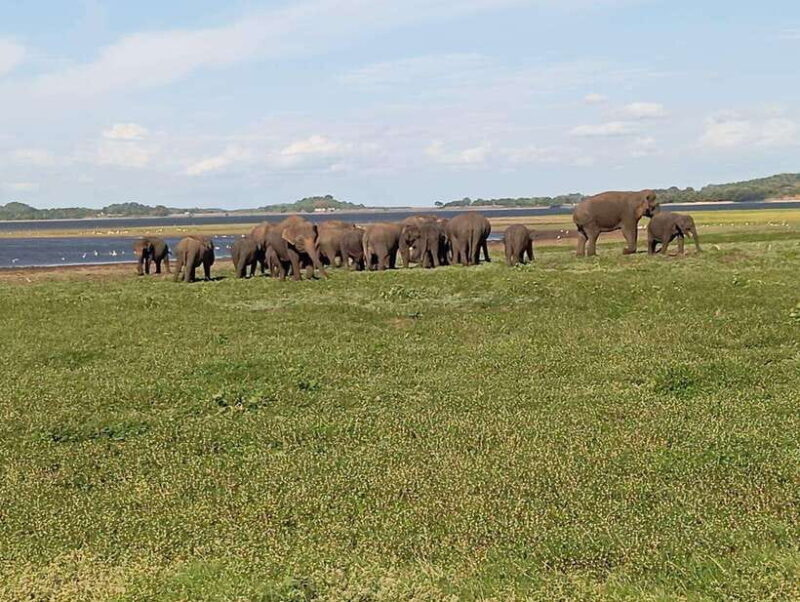 Minneriya: Elephant Safari at Minneriya Park - Hotel Pickup - The Safari Drive: What to Expect