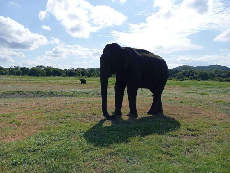 Minneriya: Elephant Safari at Minneriya Park - Hotel Pickup - Why This Tour Is a Smart Choice
