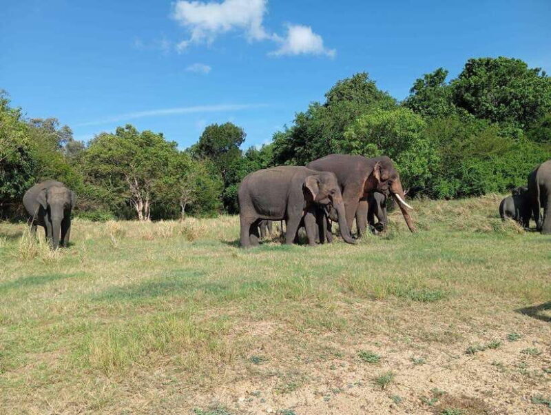 Minneriya: Elephant Safari at Minneriya Park - Hotel Pickup - In Summary