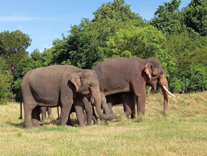 Minneriya: Elephant Safari at Minneriya Park - Hotel Pickup - FAQ