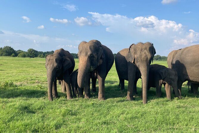 Minneriya Elephant Safari with Driver and Guide - Key Points