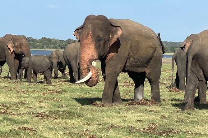 Minneriya Elephant Safari with Driver and Guide - Final Thoughts
