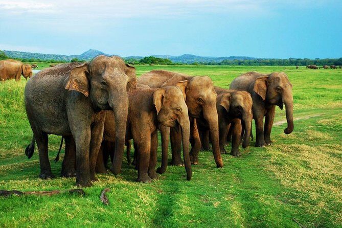 Minneriya Elephant Safari wth Sigiriya & Dambulla Cave Temples Full Day Tour - The Complete Picture: An Honest and Practical Look