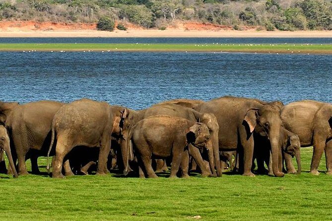 Minneriya Elephant Safari wth Sigiriya & Dambulla Cave Temples Full Day Tour - FAQs