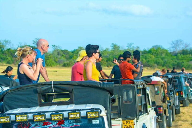 Minneriya half day elephant safari/largest gathering - An Authentic Wildlife Safari Experience