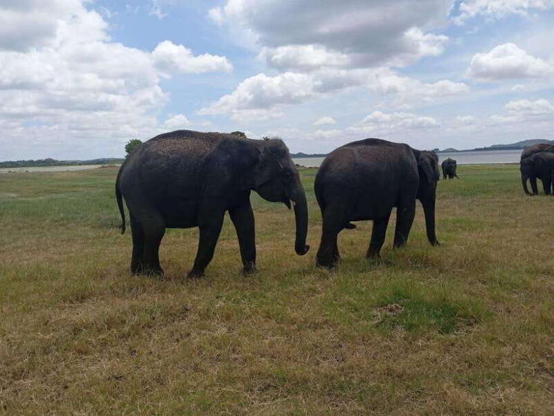 Minneriya: Half-Day Morning or Evening Jeep Safari - What Makes This Safari Stand Out?