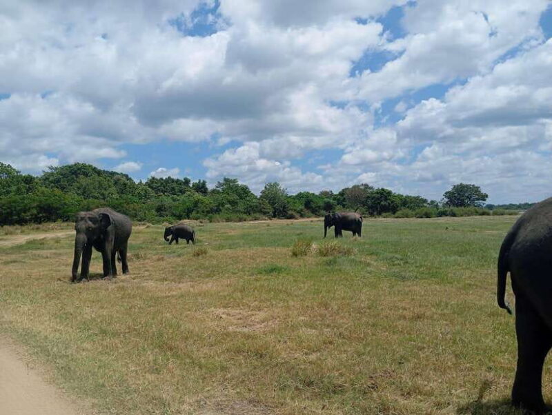 Minneriya: Half-Day Morning or Evening Jeep Safari - Who Would Enjoy This Tour?