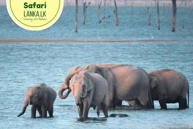 Minneriya Half Day Safari - Minneriya Half Day Safari: An Up-Close Look at Sri Lanka’s Wildlife