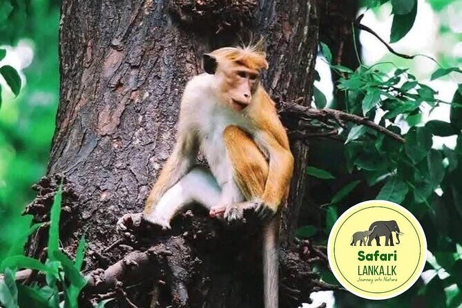 Minneriya Half Day Safari - What Is the Minneriya Half Day Safari?