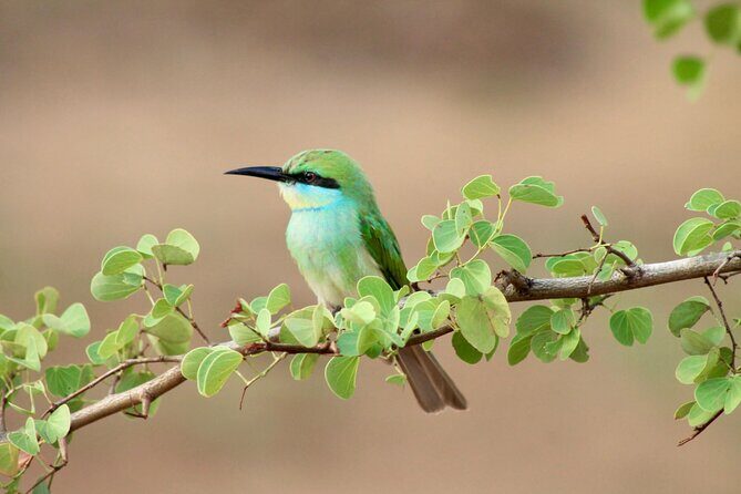 Minneriya Half Day Safari - The Sum Up