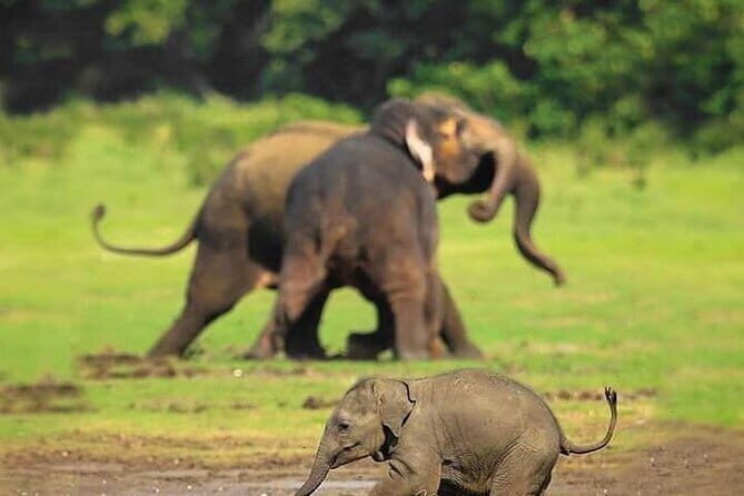 Minneriya Half Day Safari Tour - Key Points