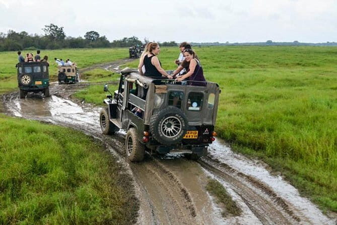 Minneriya Half Day Safari Tour - Authentic Encounters and Real Reviews