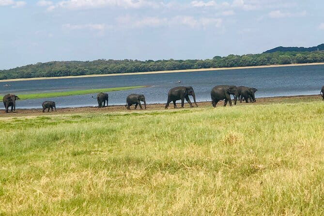 Minneriya half day tour - An In-Depth Look at the Minneriya Half Day Tour