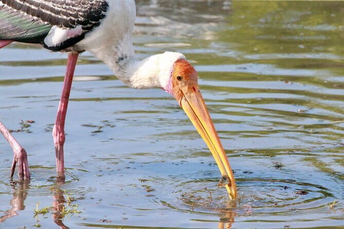 Minneriya half day tour - Final Thoughts: Who Is This Tour Best For?