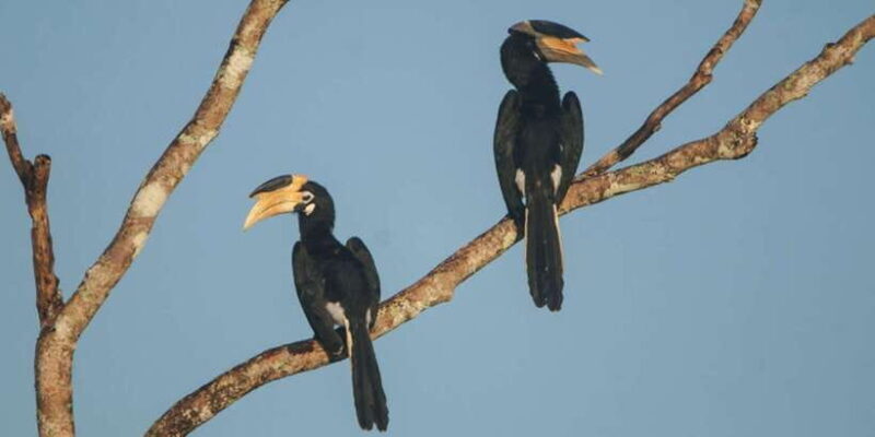 Minneriya: Jeep Safari From Trincomalee - What Makes This Tour Stand Out?