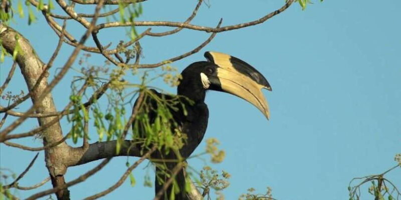 Minneriya: Jeep Safari From Trincomalee - Duration and Pacing