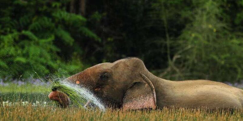 Minneriya: Jeep Safari From Trincomalee - The Practical Side: Booking and Logistics