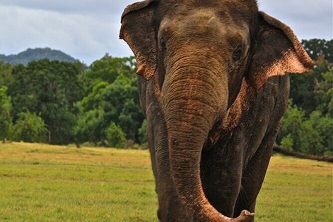 Minneriya Jeep Safari Tour from Pasikudah - Final Thoughts: Is It Worth It?