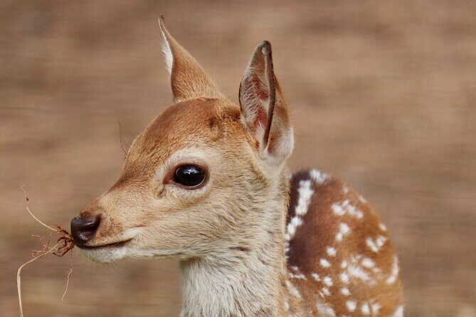 Minneriya Jeep Safari Tour from Pasikudah - FAQ