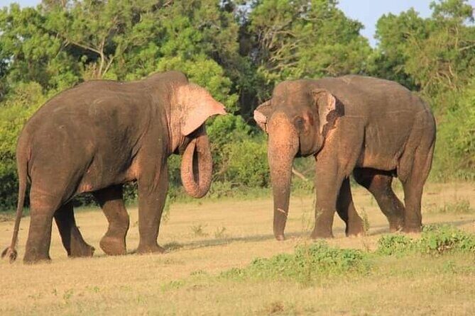 Minneriya / Kaudulla National Park Jeep Safari - Introduction