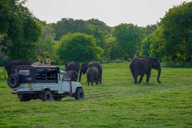 Minneriya: Minneriya National Park Private Elephant Safari - What to Expect from the Safari