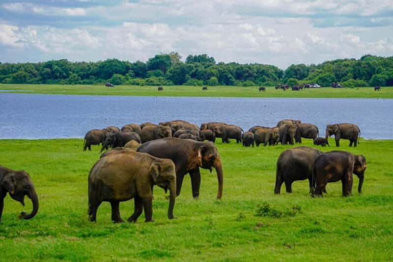 Minneriya: Minneriya National Park Private Elephant Safari - Final Thoughts: Who Is This Safari For?