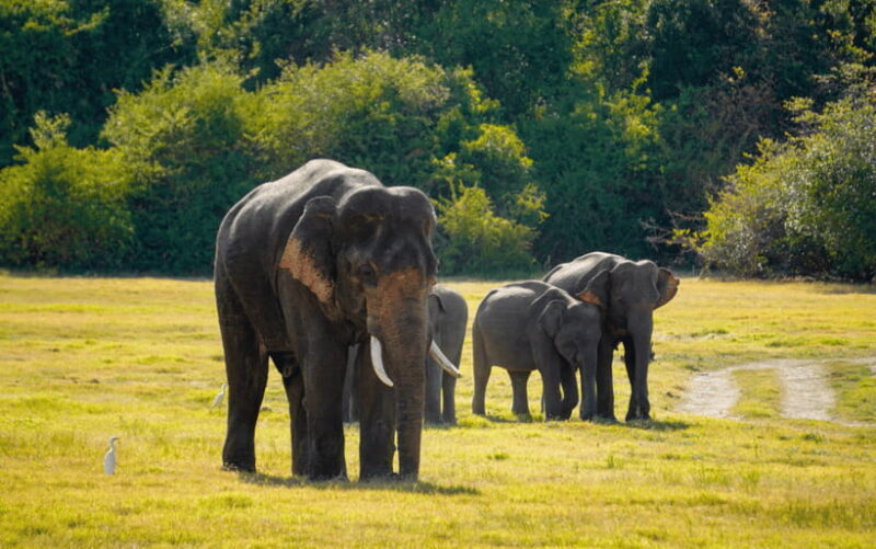 Minneriya: Minneriya National Park Private Elephant Safari - Frequently Asked Questions