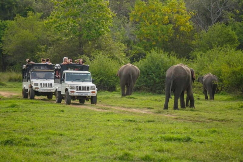 Minneriya: Minneriya National Park Private Evening Safari - Final Thoughts