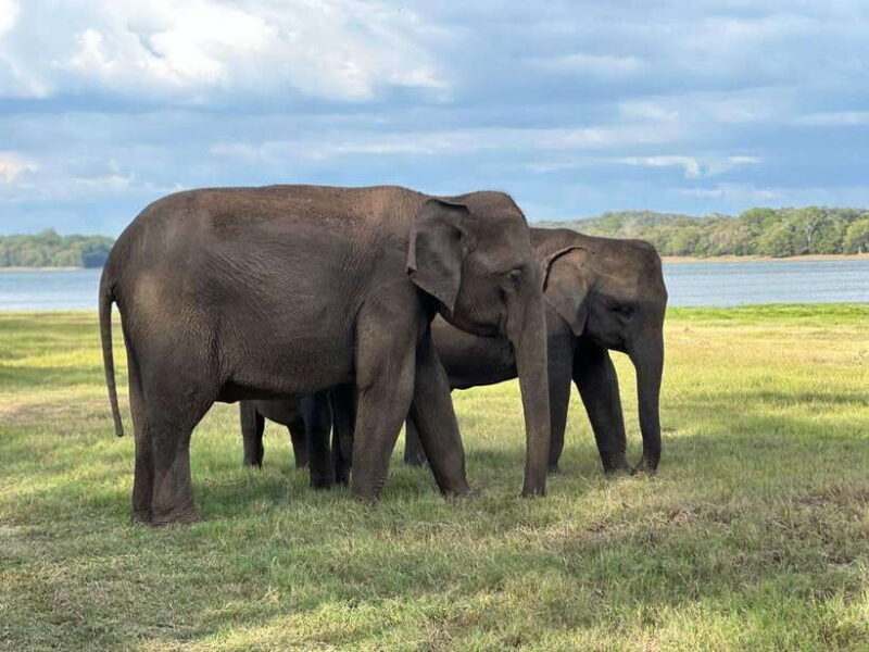 Minneriya: Minneriya National Park Private Jeep Safari - Key Points