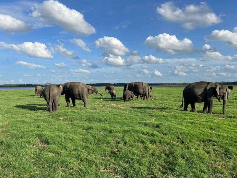 Minneriya: Minneriya National Park Private Jeep Safari - The Experience: Wildlife and Landscape