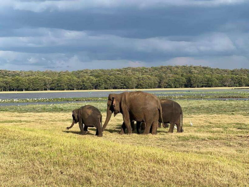 Minneriya: Minneriya National Park Private Jeep Safari - Authenticity and Value