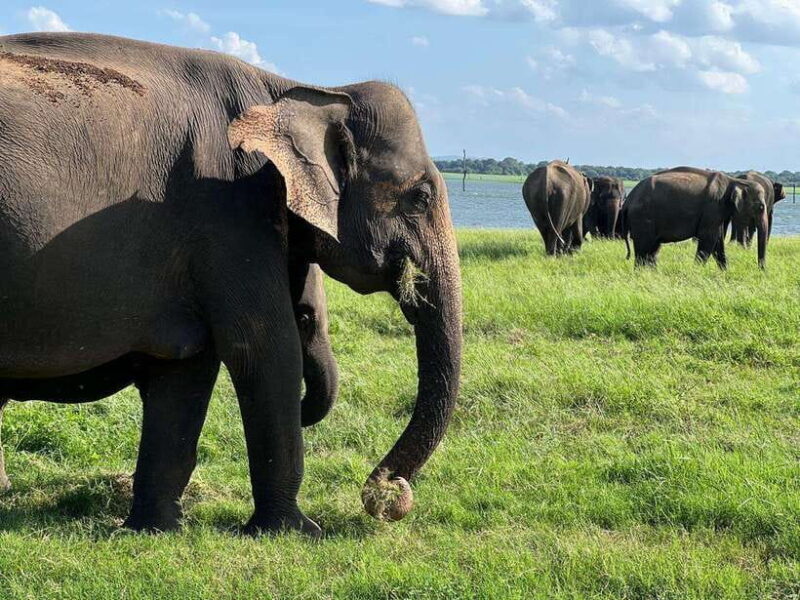 Minneriya: Minneriya National Park Private Jeep Safari - The Sum Up