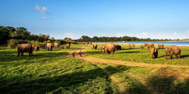 Minneriya: Minneriya National Park Private Safari - Starting Point and Logistics