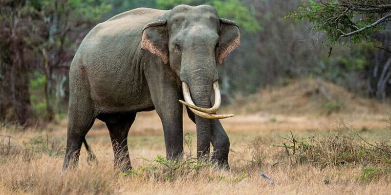 Minneriya: Minneriya National Park Private Safari - Wildlife Viewing in Minneriya