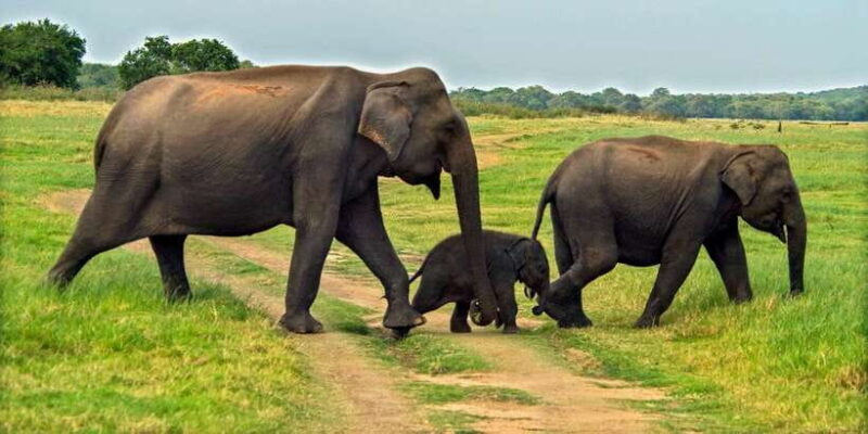 Minneriya: Minneriya National Park Private Safari - The Vehicle and Comfort