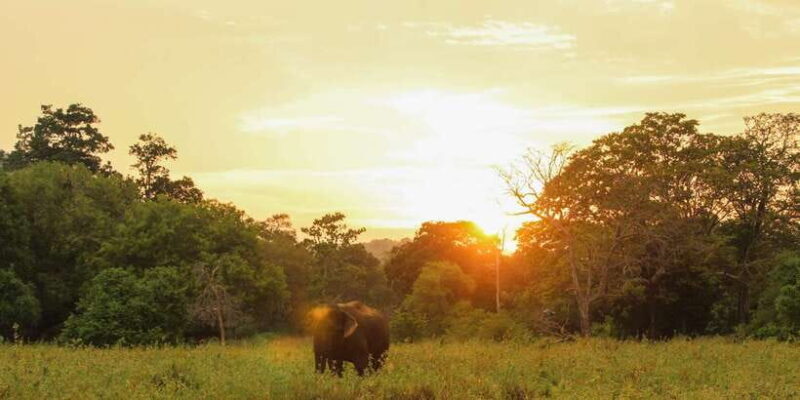 Minneriya: Minneriya National Park Private Safari - Cost and What’s Included