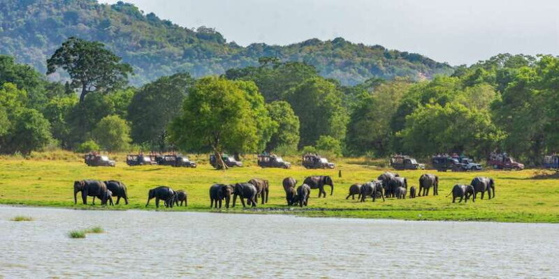 Minneriya: Minneriya National Park Private Safari - Stop 3: Drop-off