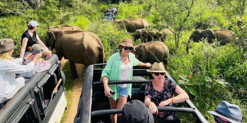 Minneriya National Park 4x4 jeep Safari Include Entrance Fee - Key Points