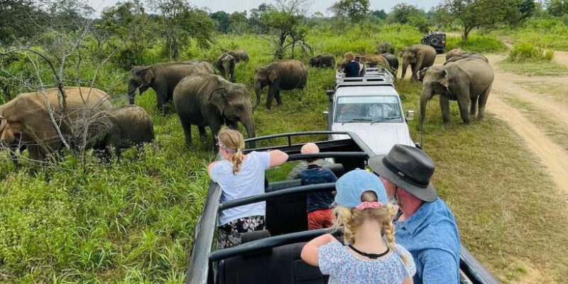Minneriya National Park 4x4 jeep Safari Include Entrance Fee - The Experience in Detail