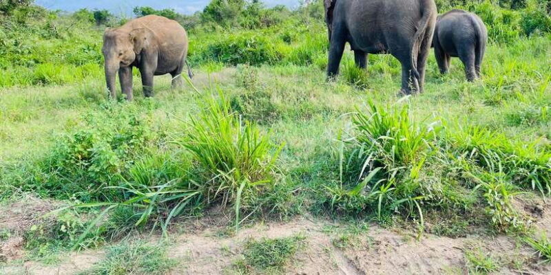 Minneriya National Park 4x4 jeep Safari Include Entrance Fee - The Sum Up