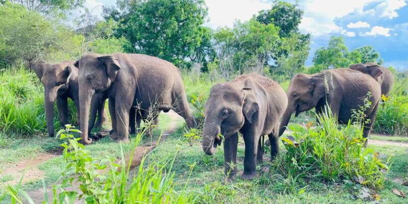 Minneriya National Park 4x4 jeep Safari Include Entrance Fee - FAQs