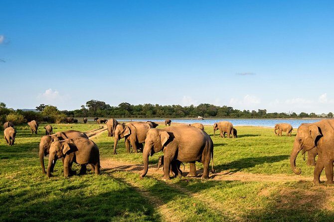 Minneriya National Park ( All Inclusive ) and Sigiriya Day Excursion - What Travelers Say