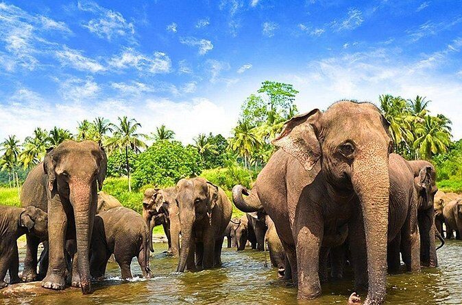 Minneriya National Park ( All Inclusive ) and Sigiriya Day Excursion - Who Should Consider This Tour?