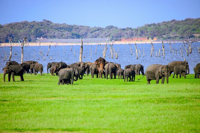 Minneriya National Park Elephant Safari - Engaging Introduction
