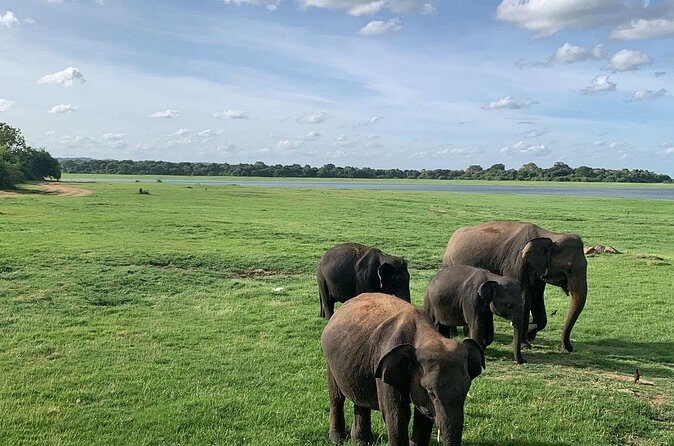 Minneriya National Park Elephant Safari - Who Should Book This Tour?