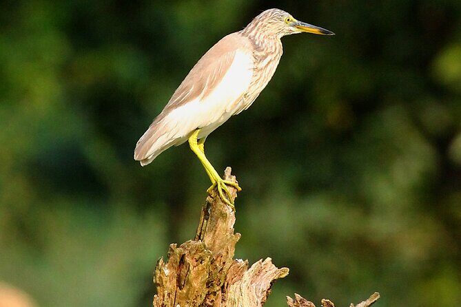 Minneriya National Park Elephant Safari - What Makes This Tour Special?